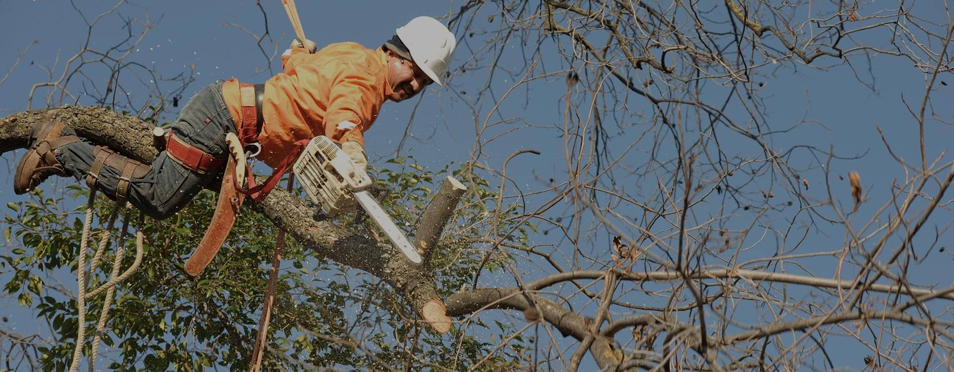 Best Tree Trimming Service in Allen TX | Patriot Tree Service