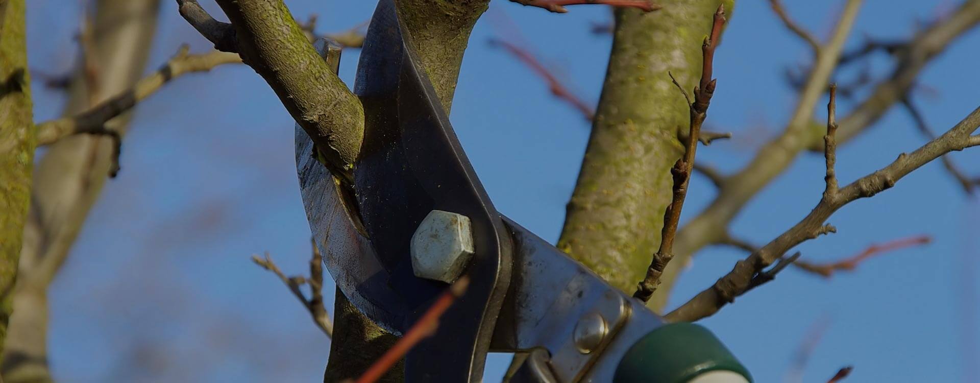 Best Tree Trimming Service in Allen TX | Patriot Tree Service